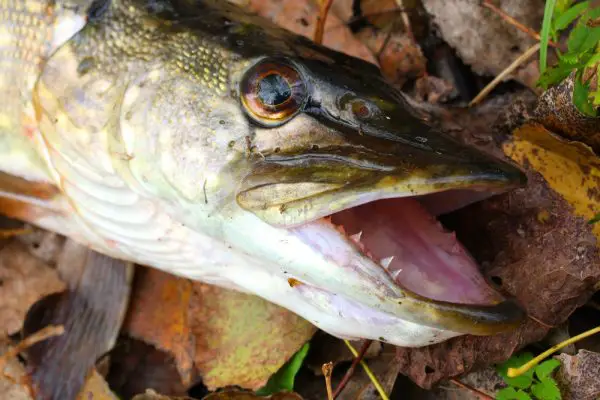 5 Dangerous Fish You Might Encounter & How to Handle Them