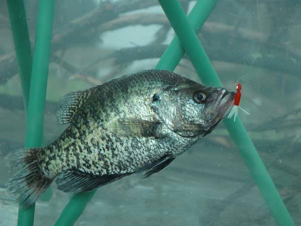 How to Fish for Crappies: The best Tips and Tricks
