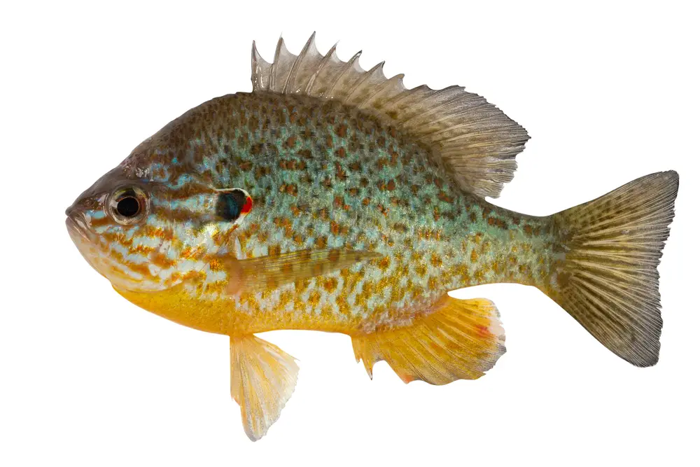 Top tips on How to Go Back to Fishing Sunfish