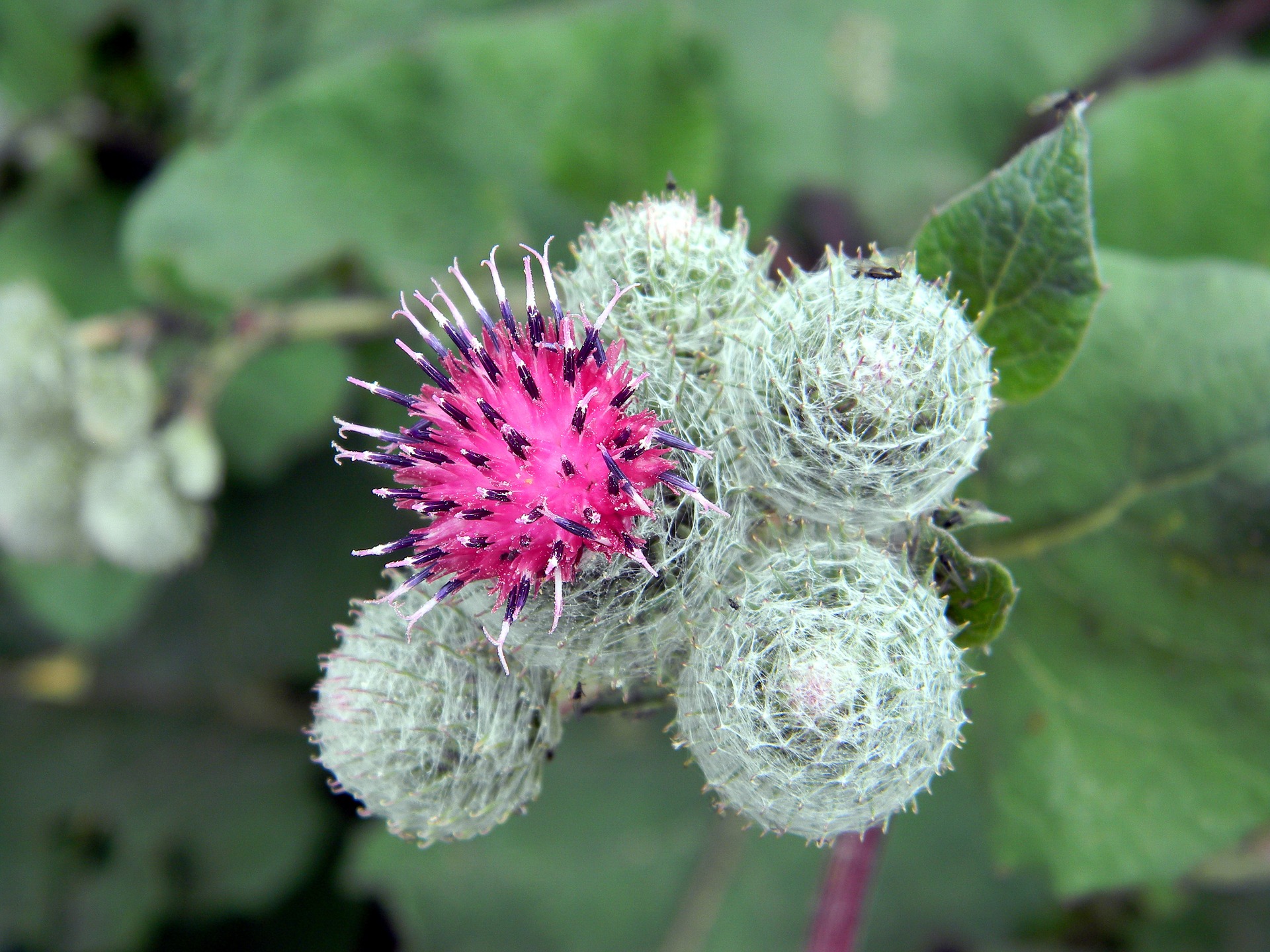 Our Complete Wild Food Profile of Burdock 2024 | Gearweare.net